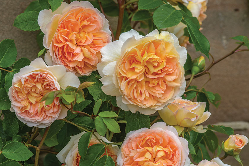 Bathsheba-David-Austin | occhimentecuore